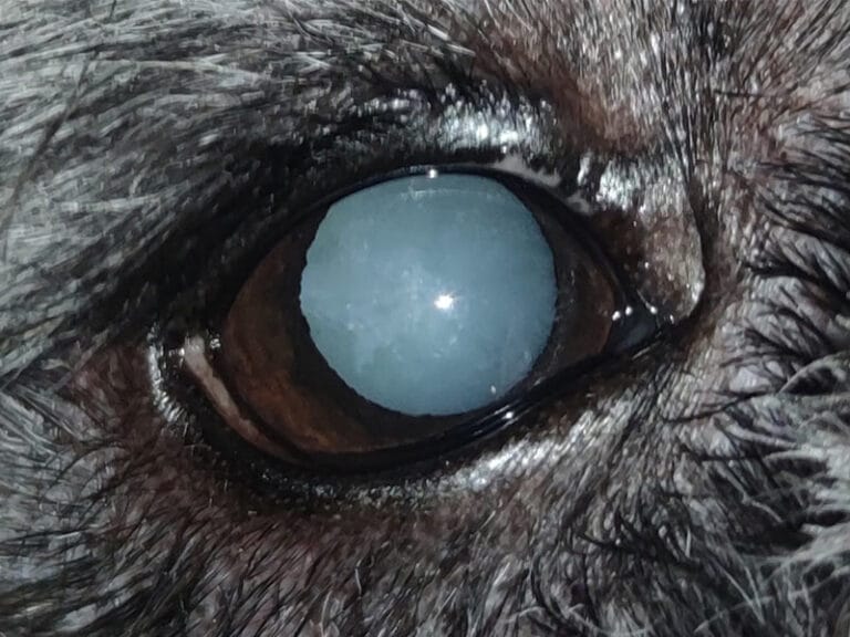 Cataratas diabéticas en perros - COVA Veterinaria