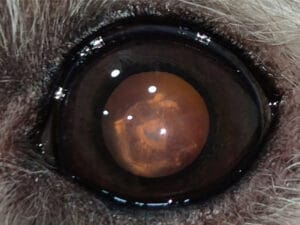 Cataratas en perros - Síntomas, diagnóstico, tratamiento
