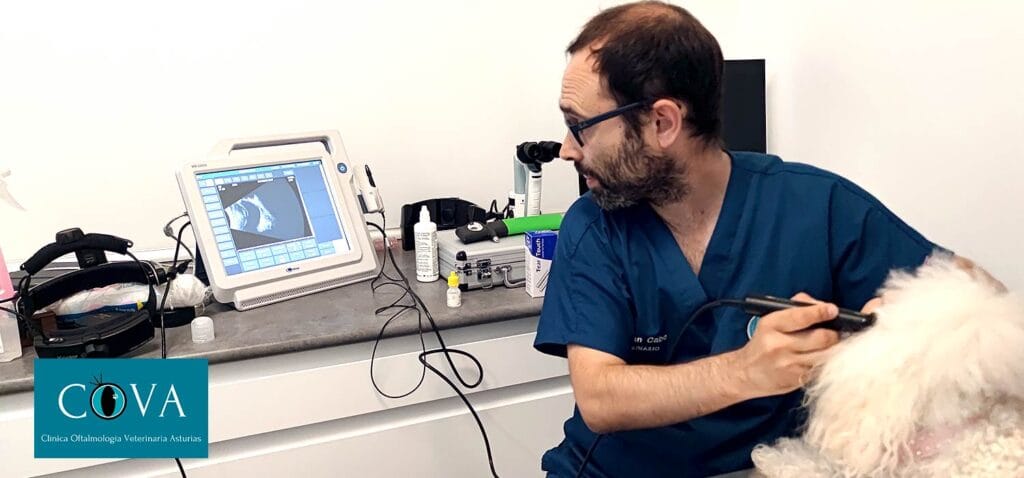 Glaucoma en perros: síntoma y tratamiento - COVA Veterinaria