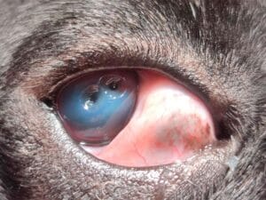 Conjuntivitis en perros - Causas, síntomas, tratamiento | COVA